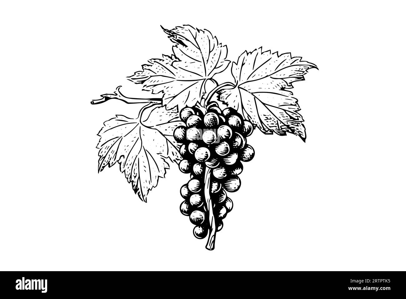Hand drawn ink sketch of grape on the branch. Engraving style vector ...