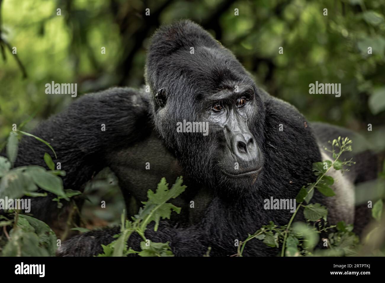 Mountain Gorilla - Silverback Stock Photo - Alamy