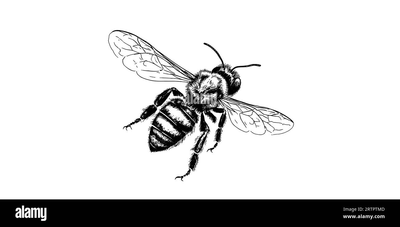 Vector engraving hand drawn illustration of honey bee on white ...