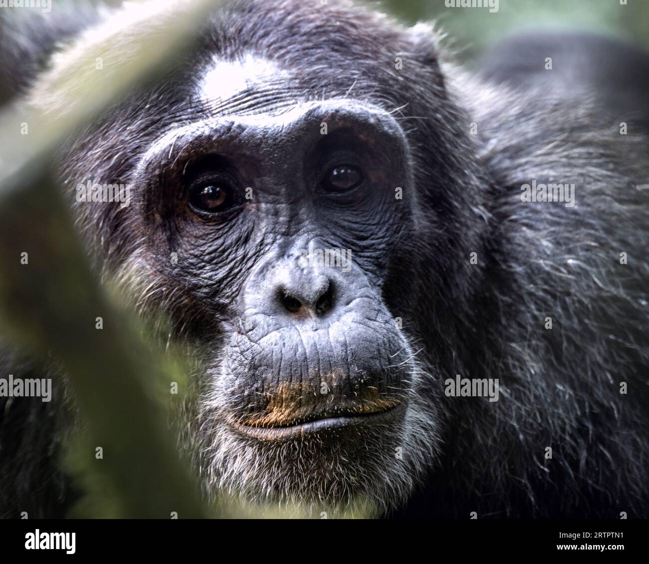 Chimpanzee Face Close-up Stock Photo - Alamy