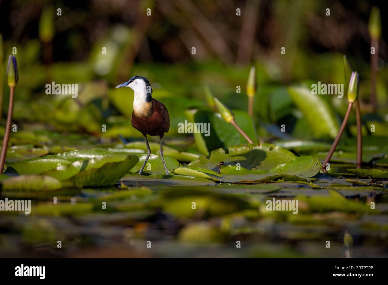 African jacana bird nest hi-res stock photography and images - Alamy