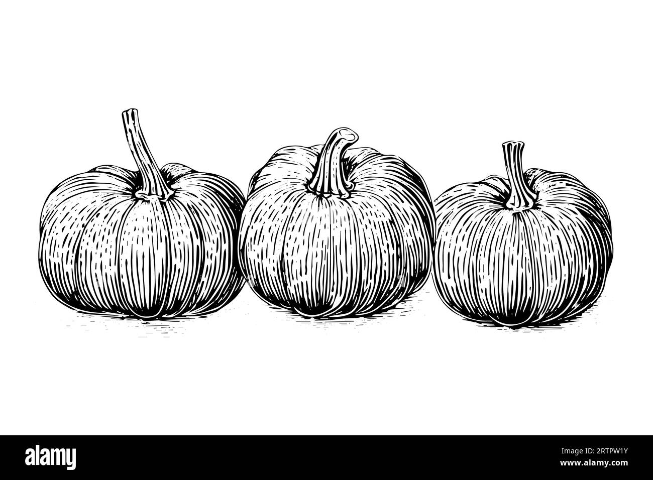 Ink sketch of pumpkin isolated on white background. Hand drawn vector ...
