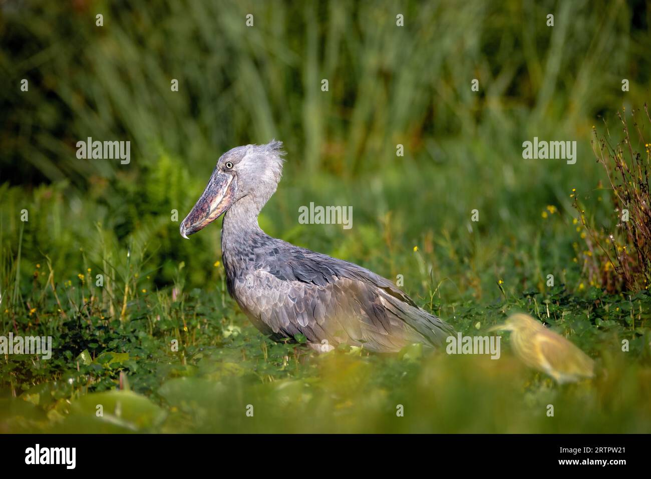 Shoe shaped beak hi-res stock photography and images - Alamy