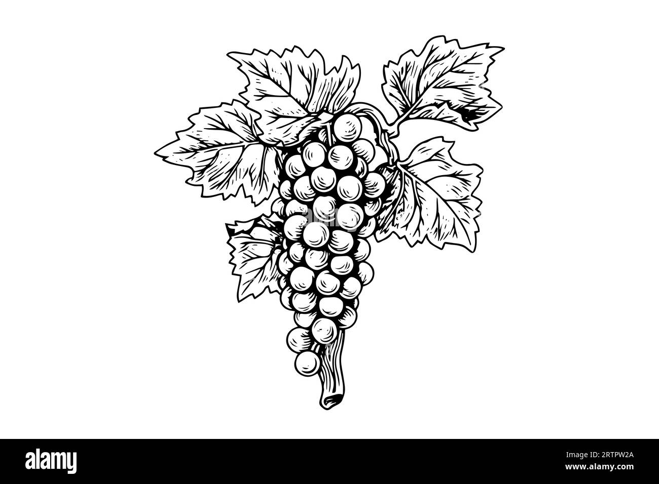 Hand drawn ink sketch of grape on the branch. Engraving style vector ...