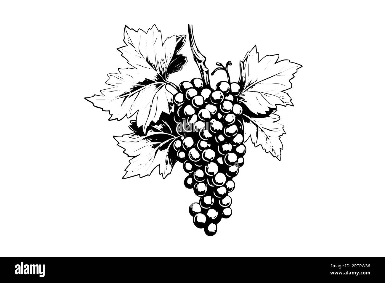 Hand drawn ink sketch of grape on the branch. Engraving style vector ...