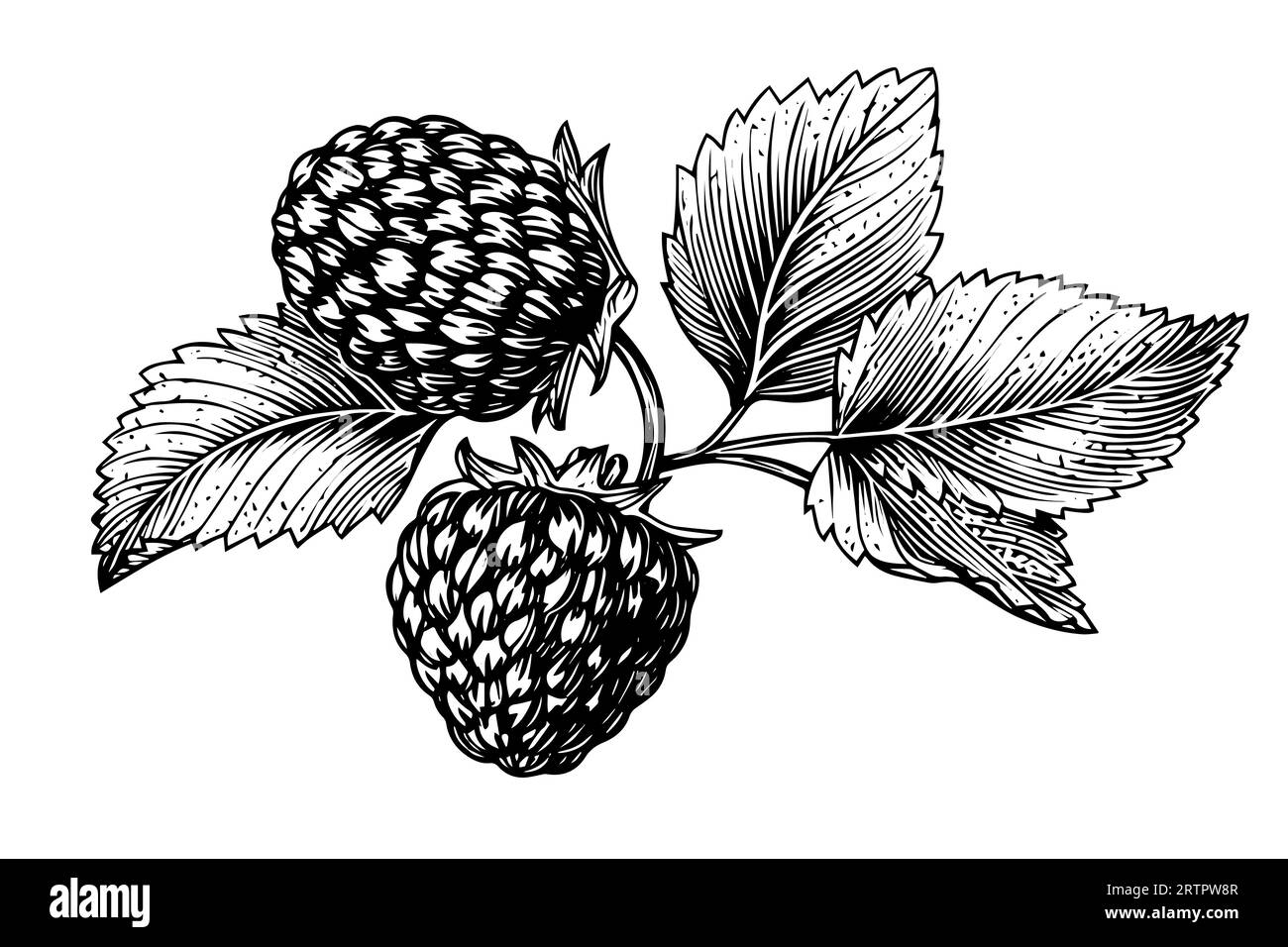 Raspberry branch hand drawing ink sketch. Engraving style vector ...