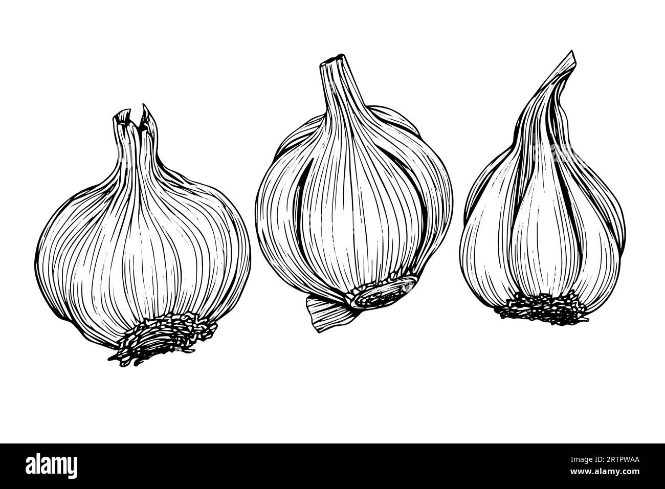 Garlic heads hand drawn ink sketch. Engraving vintage style vector ...