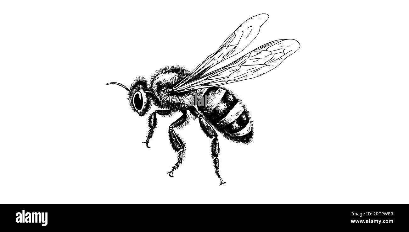Vector engraving hand drawn illustration of honey bee on white ...
