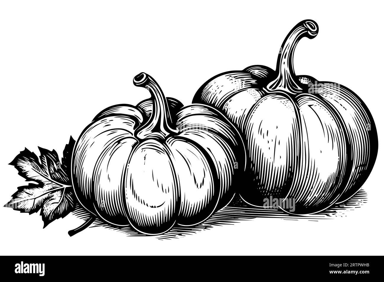 Ink sketch of pumpkin isolated on white background. Hand drawn vector ...