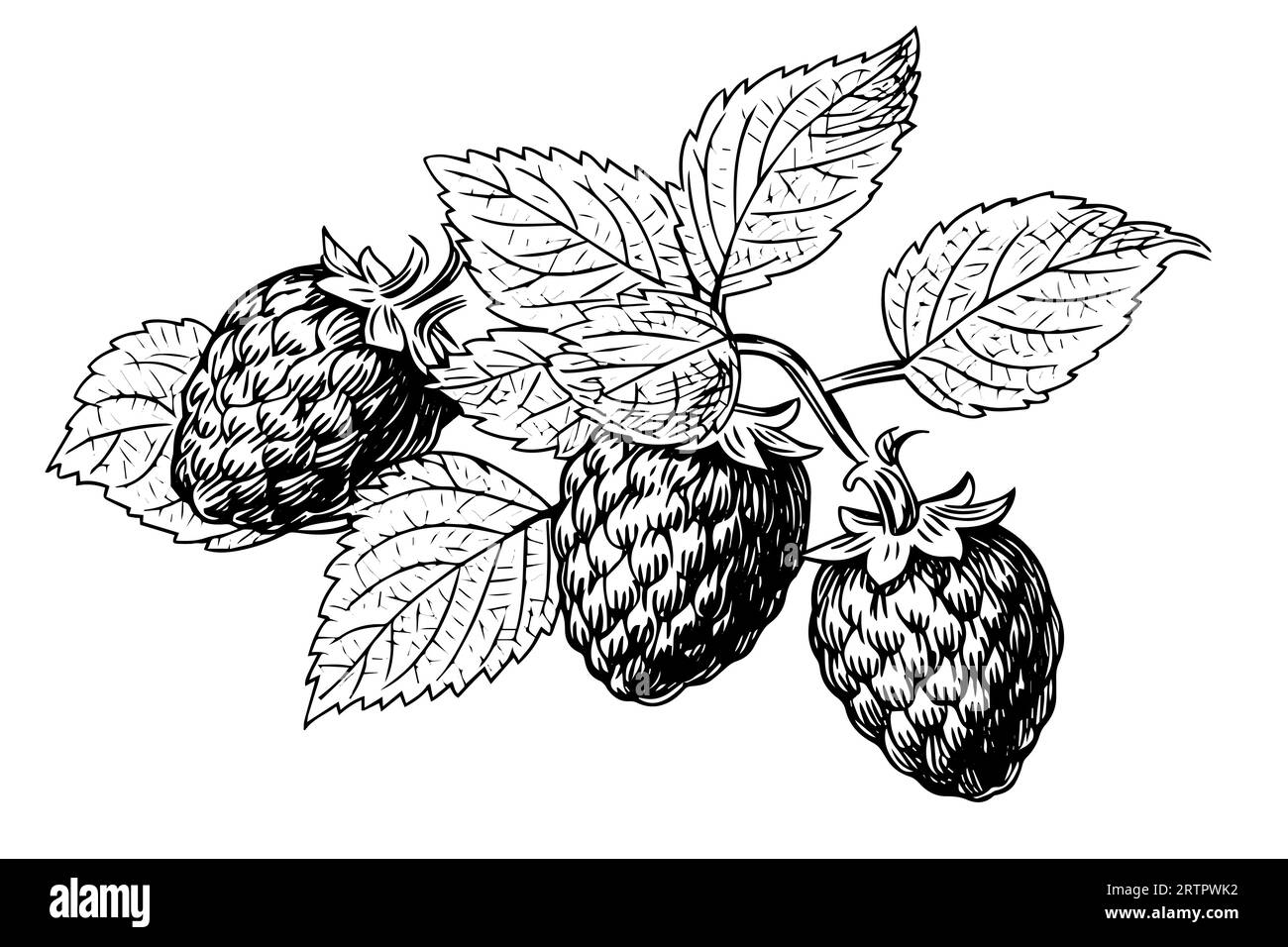Raspberry branch hand drawing ink sketch. Engraving style vector ...