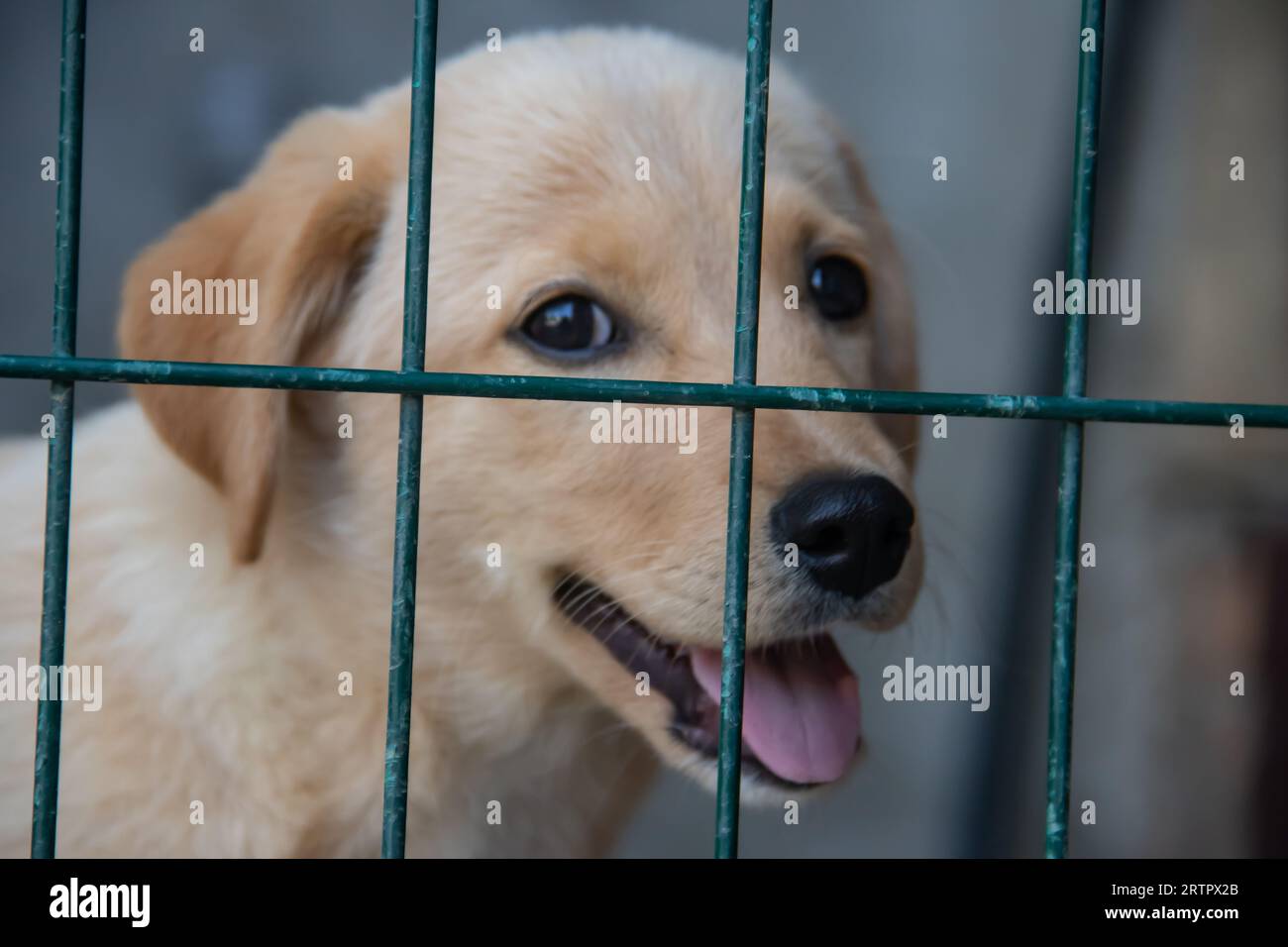 Small cute yellow puppy behind green bars in cage at animal shelter for ...