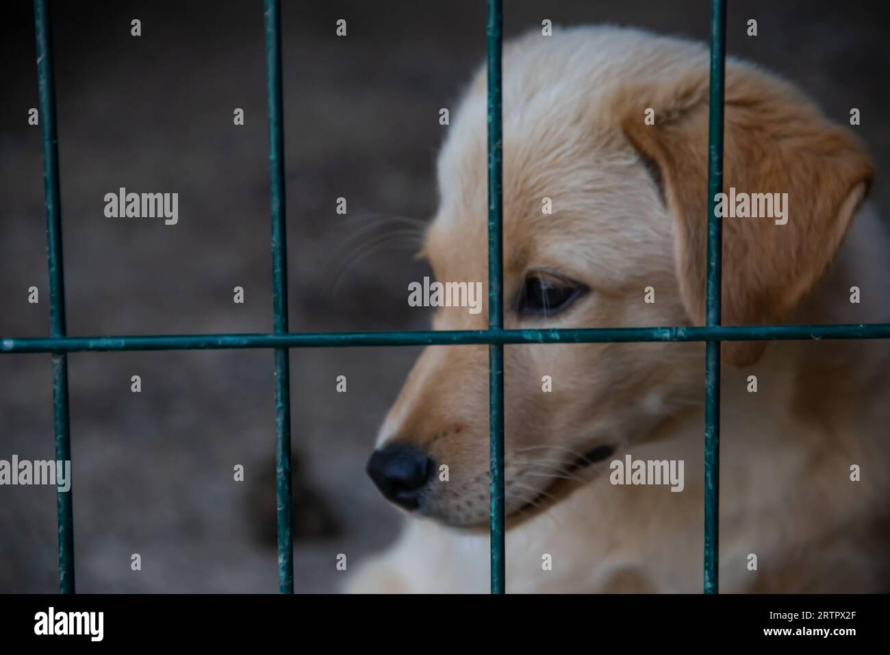 Small cute yellow puppy behind green bars in cage at animal shelter for ...