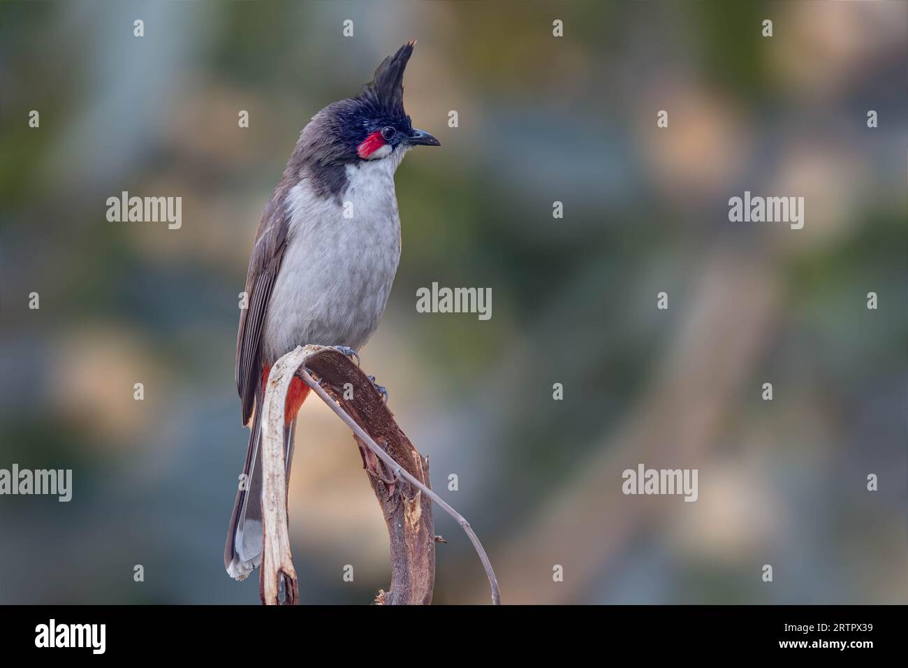 Great bulbul of india hi-res stock photography and images - Alamy