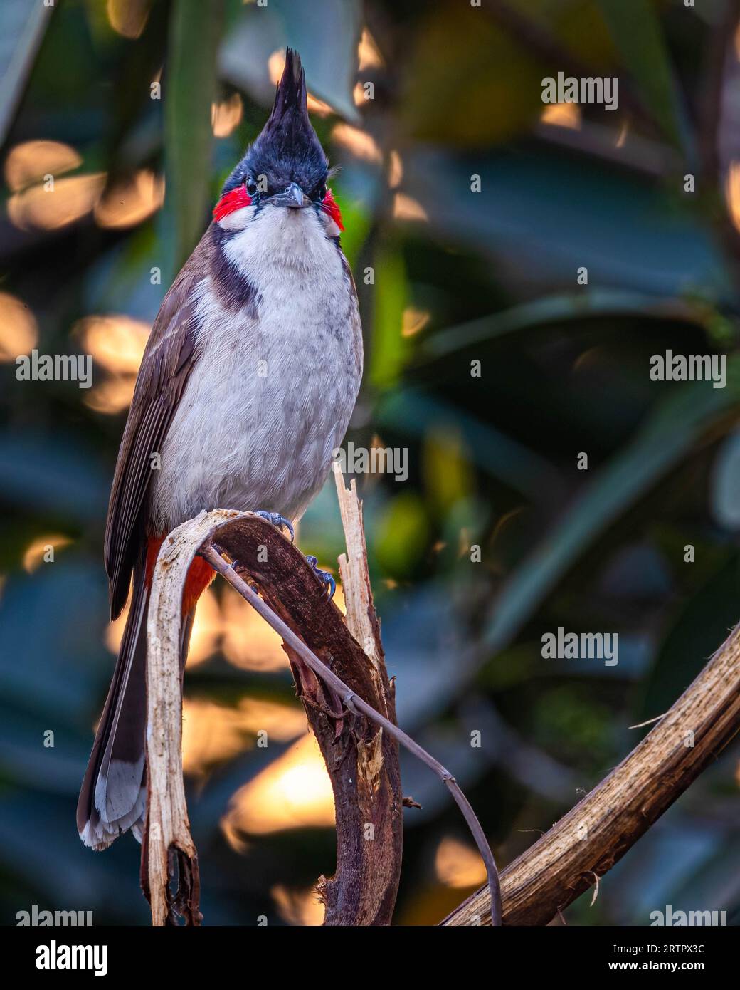 Great bulbul of india hi-res stock photography and images - Alamy