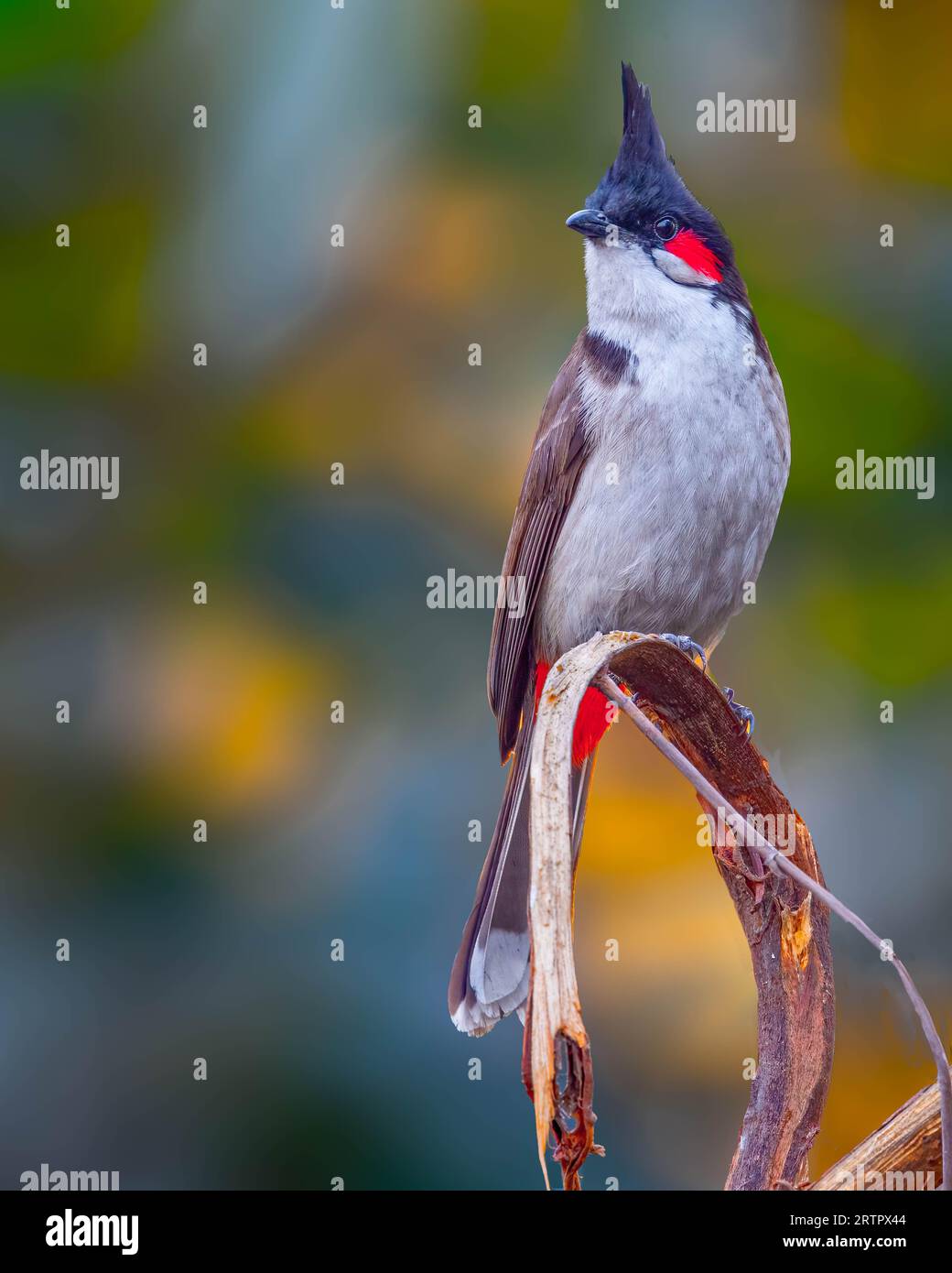 A red whiskered bulbul looking side ways Stock Photo - Alamy