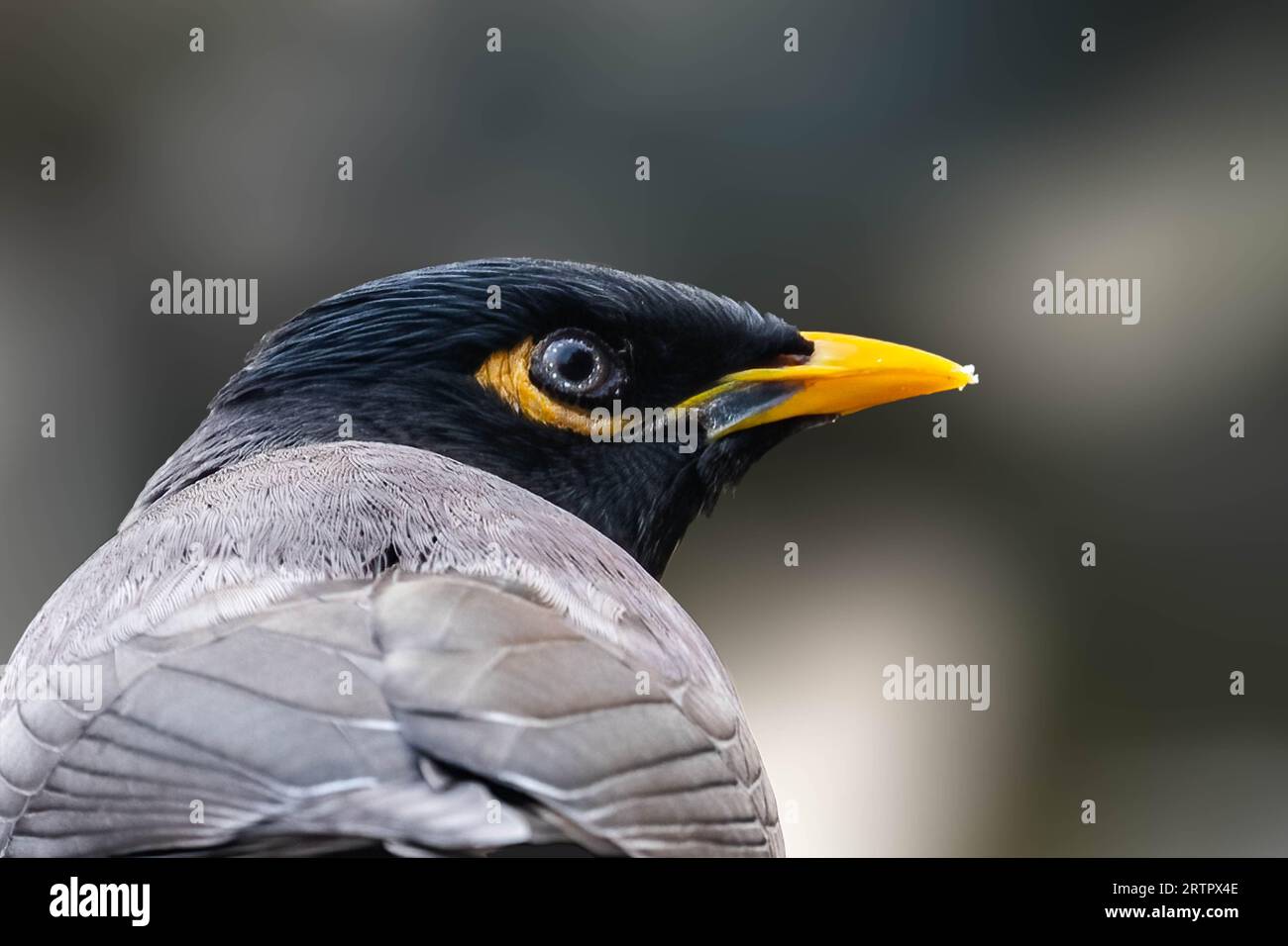 Myna camera hi-res stock photography and images - Alamy
