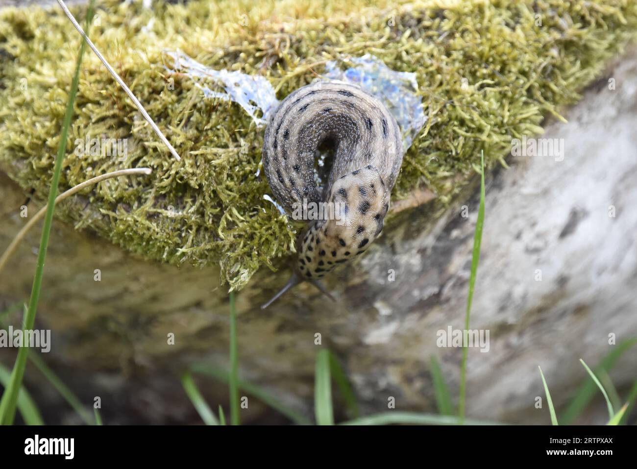 Close-Up Image of a Curled Up Leopard Slug (Limax maximus) on Mossy Log ...