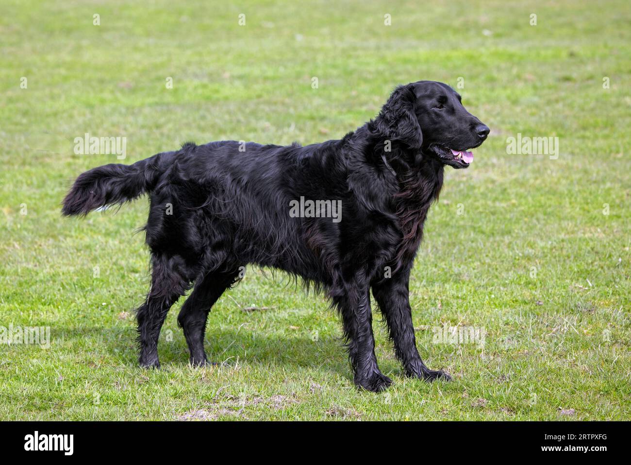 Black flat-coated retriever, gundog / hunting dog breed originating ...