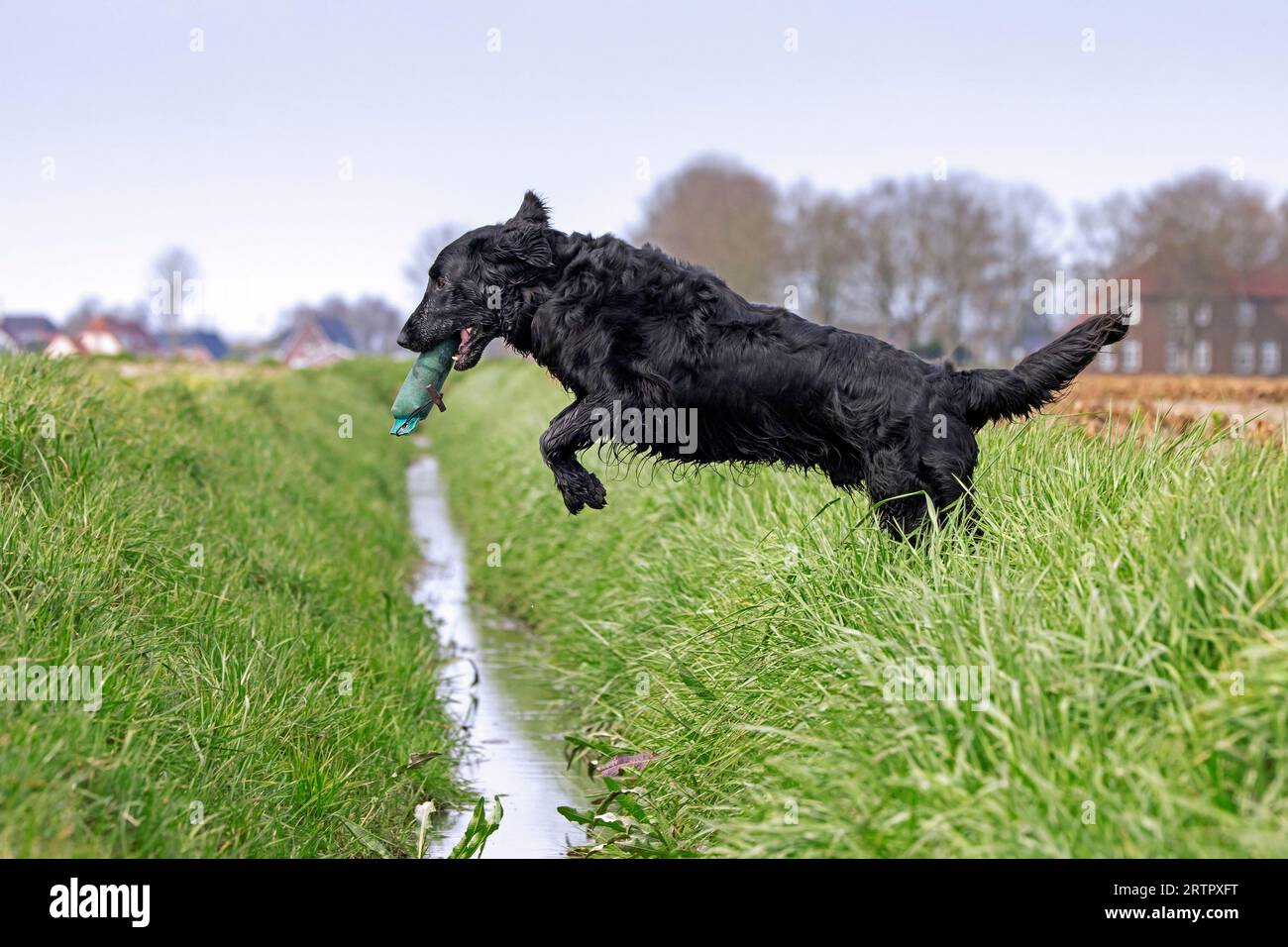 Black flat-coated retriever, gundog / hunting dog breed originating ...