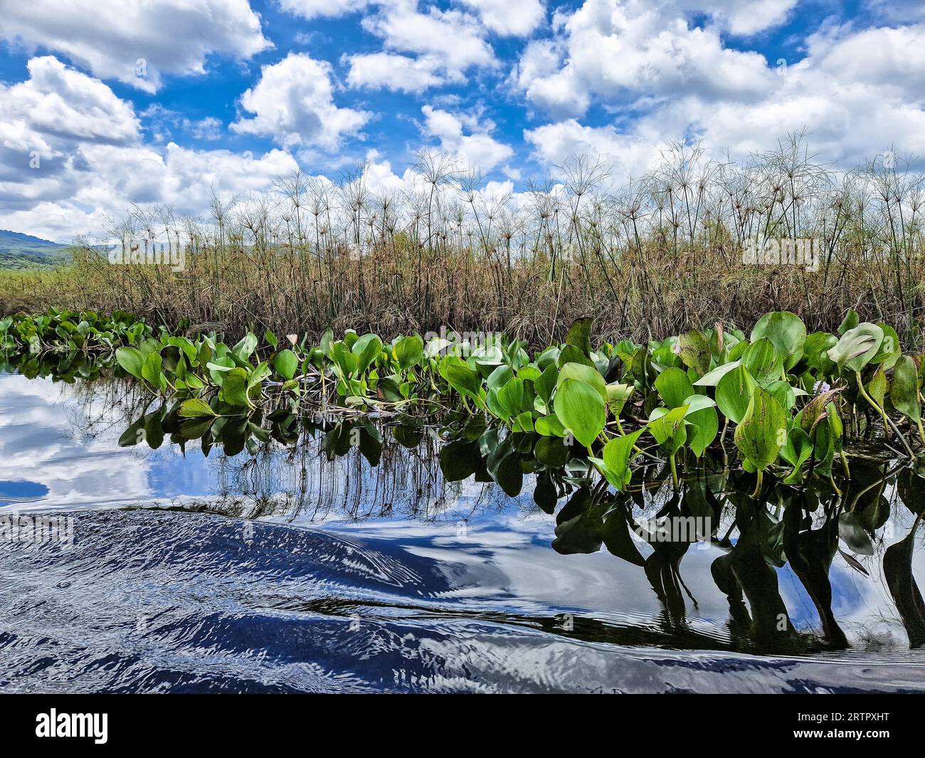 Canoe tour on the Pantanal Marimbus, waters of many rivers and abundant ...