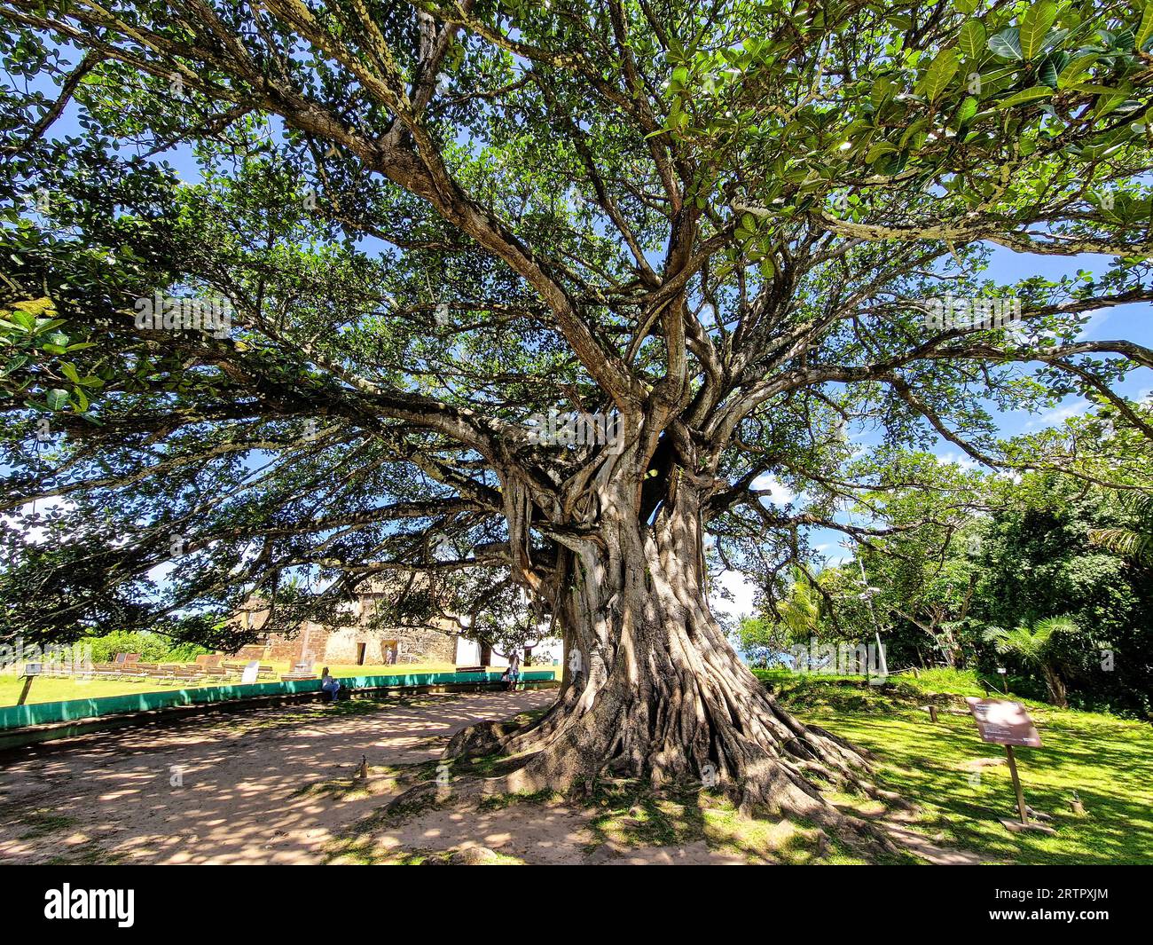 Big Ficus tree in front of the Garcia D'Avila castle, in the Praia do ...