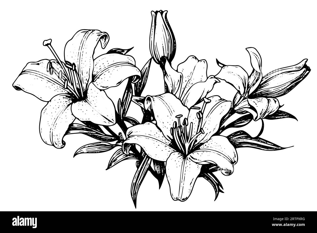 Black And White Photos Of Lilies