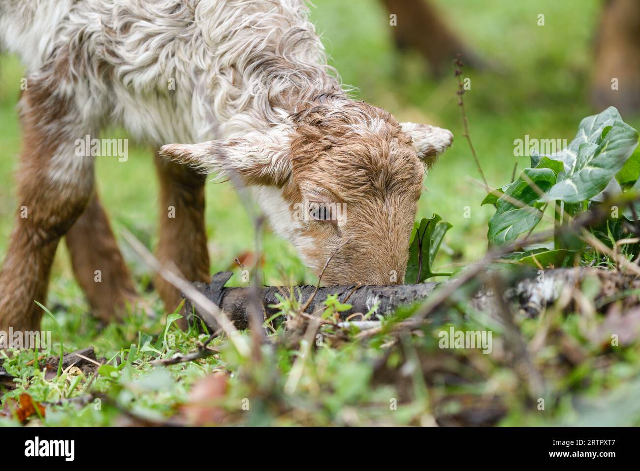 Oveja adorable hi-res stock photography and images - Alamy