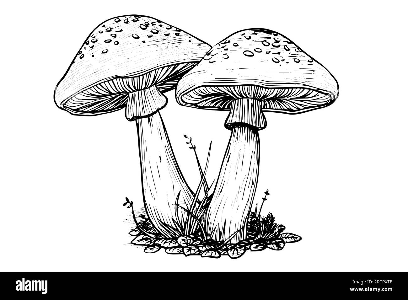 Old amanita mushroom growing Stock Vector Images - Alamy