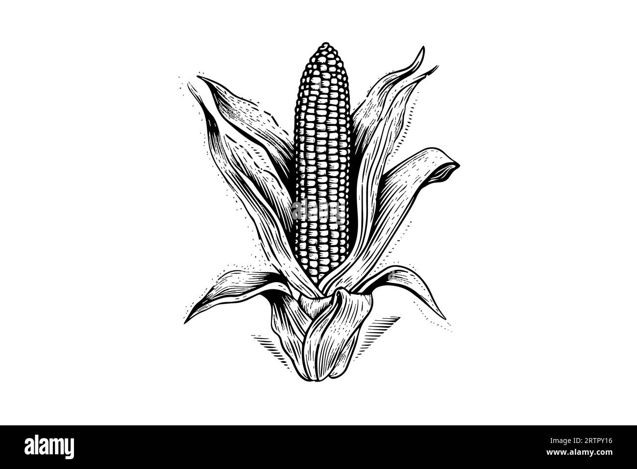 Corn hand drawing sketch vintage engraving vector illustration Stock ... Corn hand drawing sketch vintage engraving vector illustration Stock ...