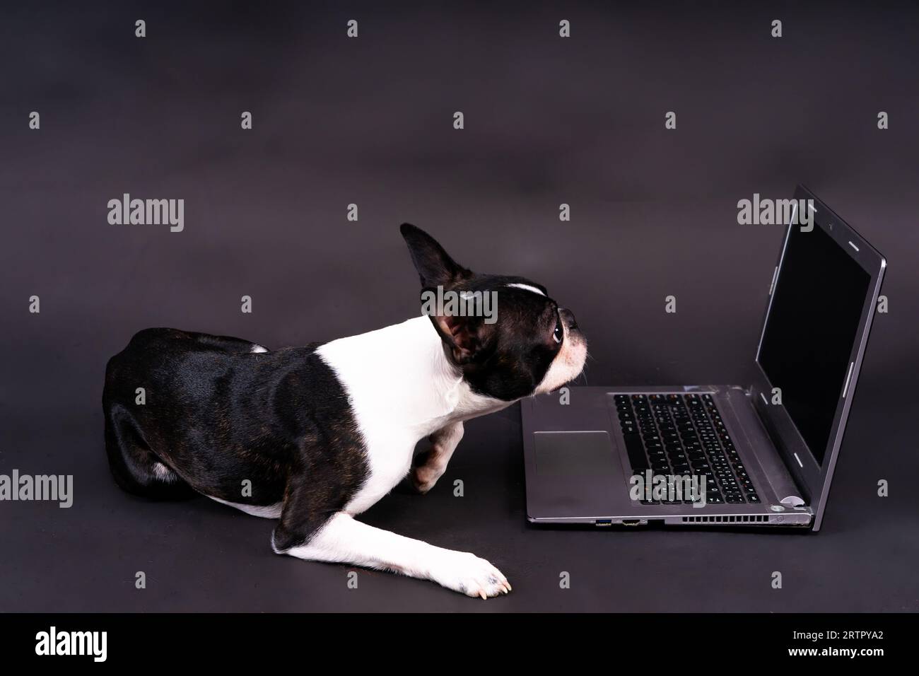Funny little dog lying in front of laptop and looking with interest at ...
