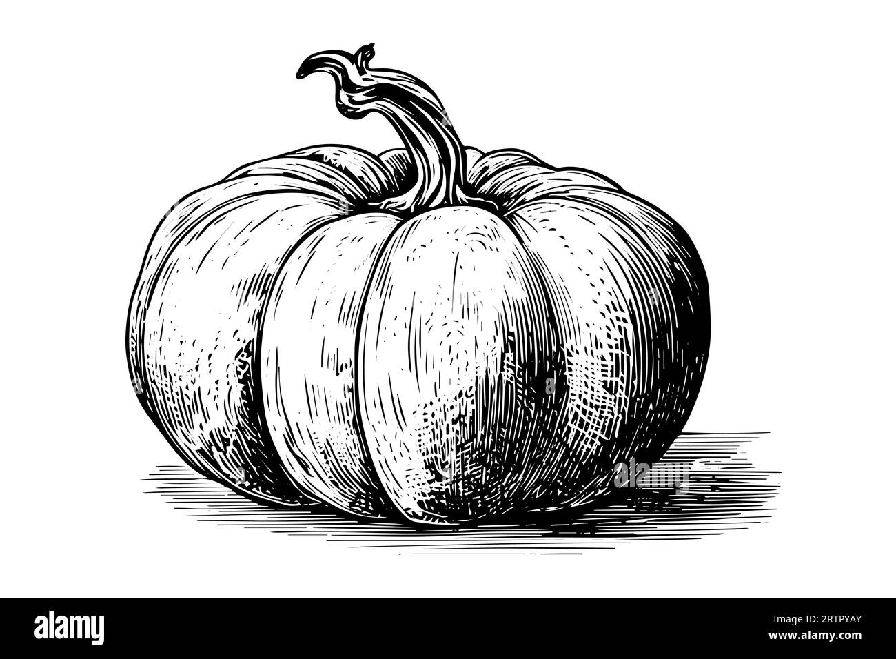 Ink sketch of pumpkin isolated on white background. Hand drawn vector ...