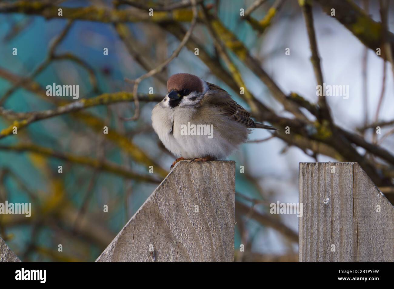 Passer montanus Family Passeridae Genus Passer Eurasian tree sparrow ...