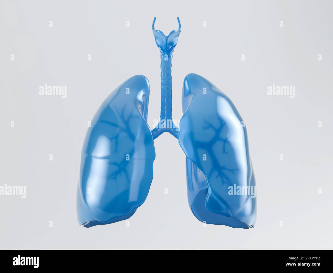 3d illustration of human lungs made of blue plastic isolated on white ...