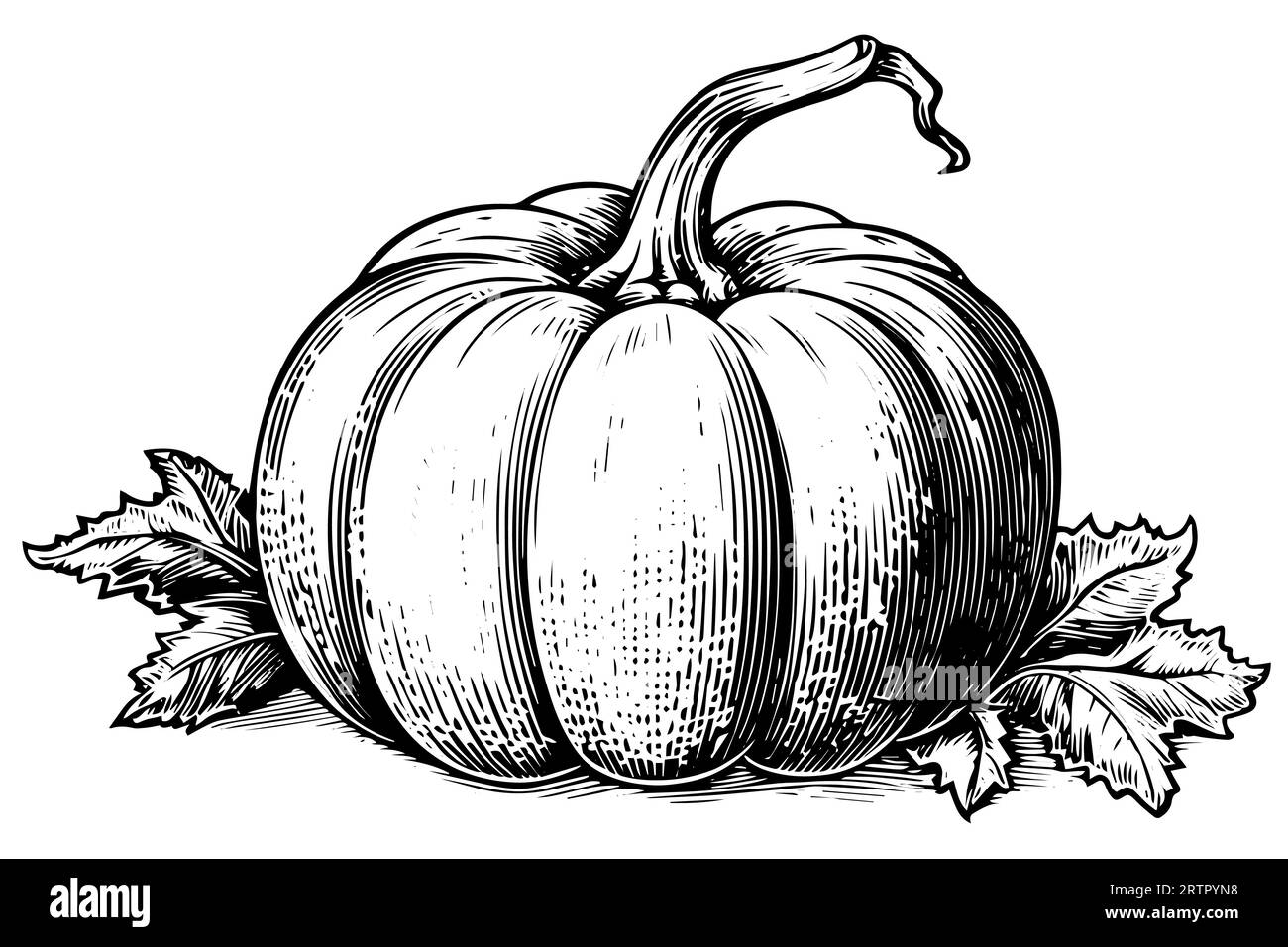Ink sketch of pumpkin isolated on white background. Hand drawn vector ...