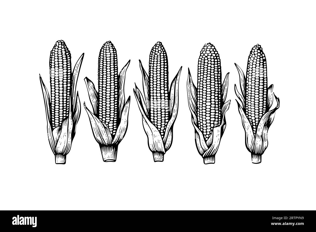 Set of corn hand drawing sketch vintage engraving vector illustration ...