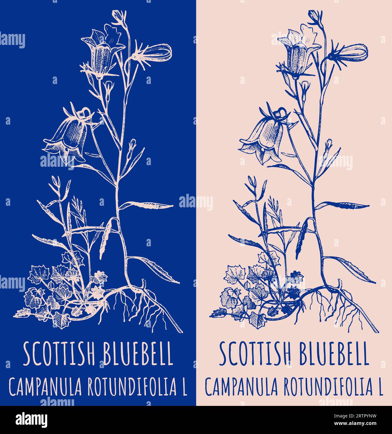 Vector drawings SCOTTISH BLUEBELL. Hand drawn illustration. Latin name ...