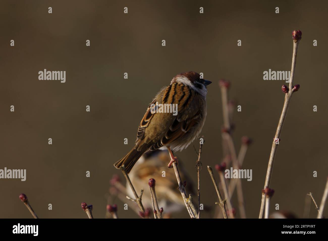 Passer montanus Family Passeridae Genus Passer Eurasian tree sparrow ...