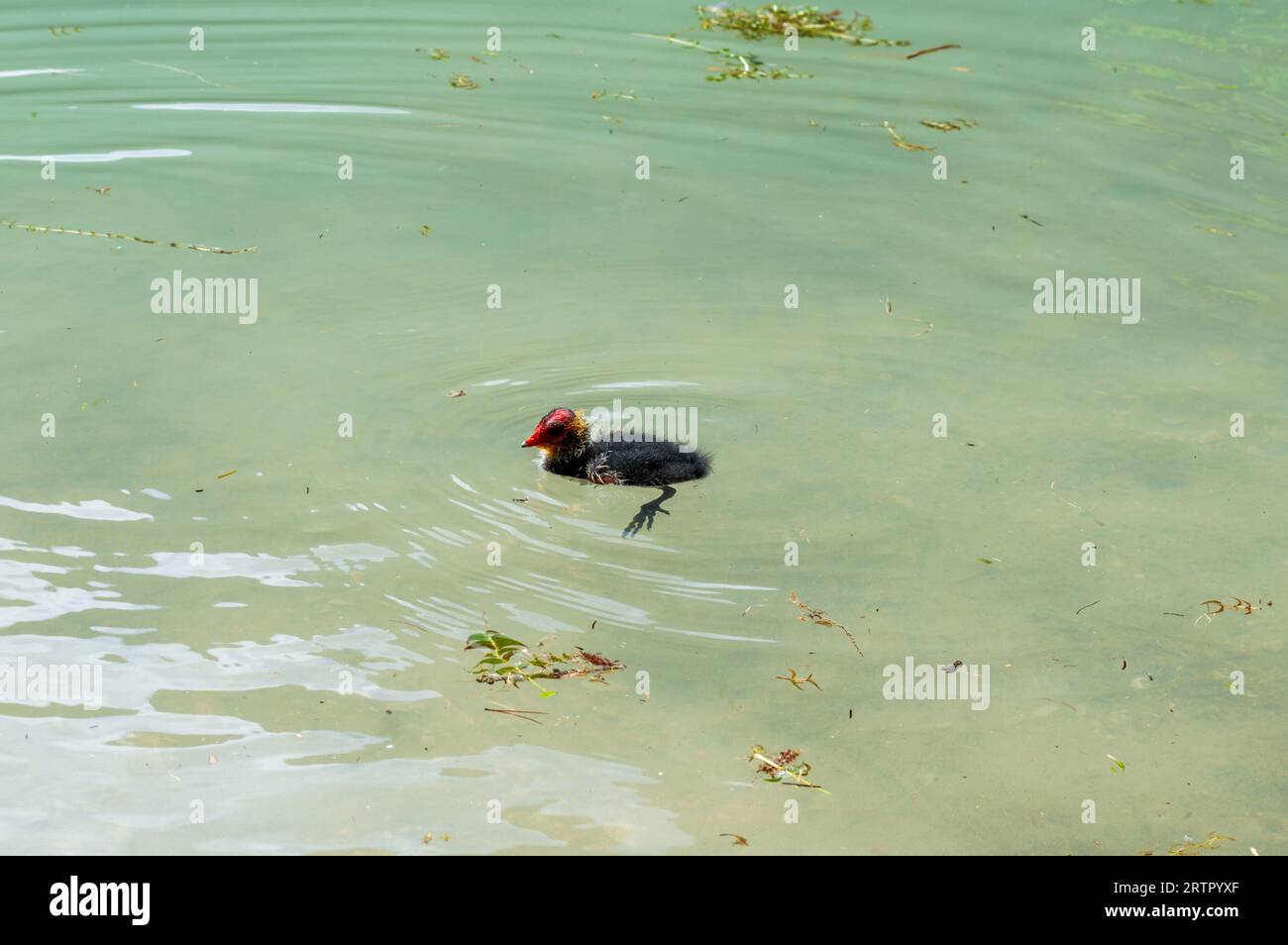 Juvenile eurasian coot swimming hi-res stock photography and images - Alamy