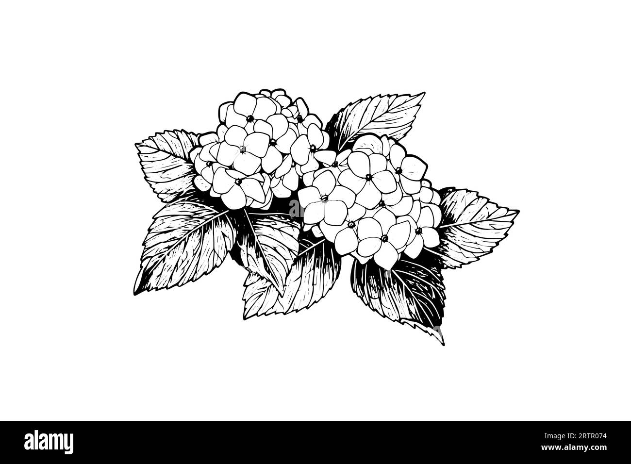 Hand drawn ink sketch hydrangea flowers. Vector illustration in ...