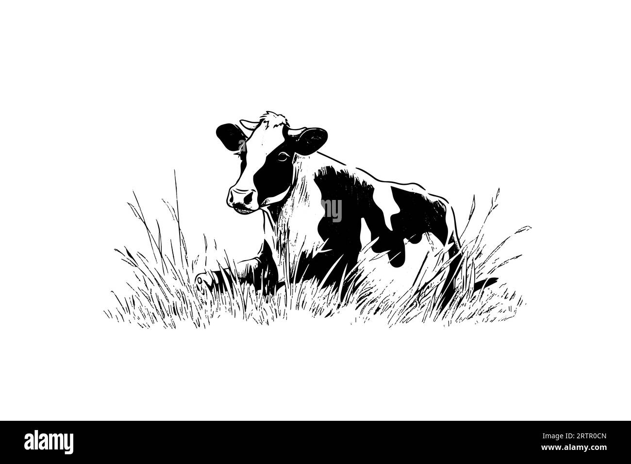Cow grazes in the field. Vector hand drawn engraving style illustration ...