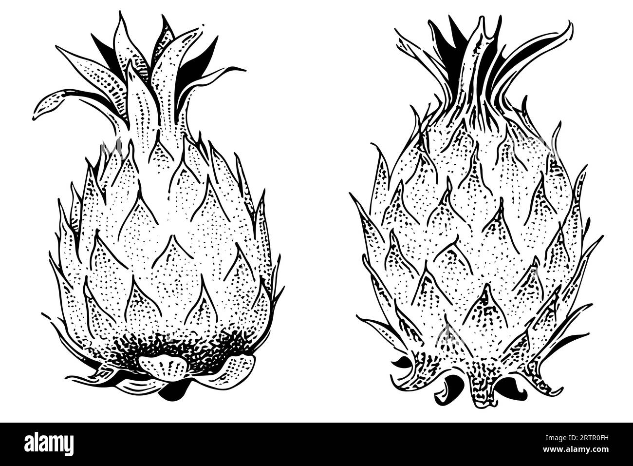 Pitaya or dragon fruit hand drawn ink sketch. Engraving vintage style ...