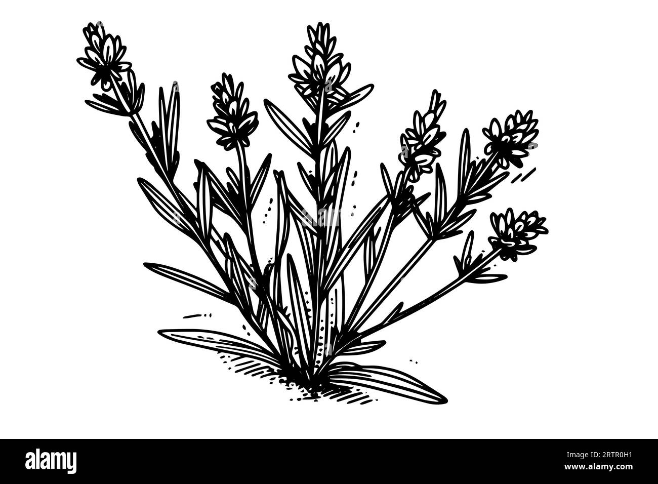 Floral botanical lavender flower hand drawn ink sketch. Vector ...