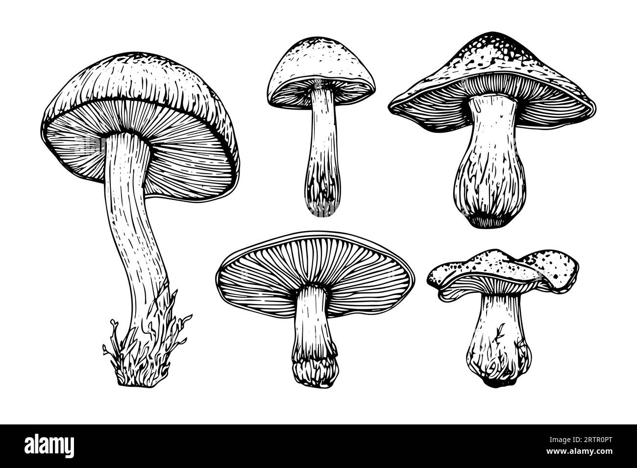 Hand drawn ink sketch of mushrooms set. Engraving vintage style vector ...