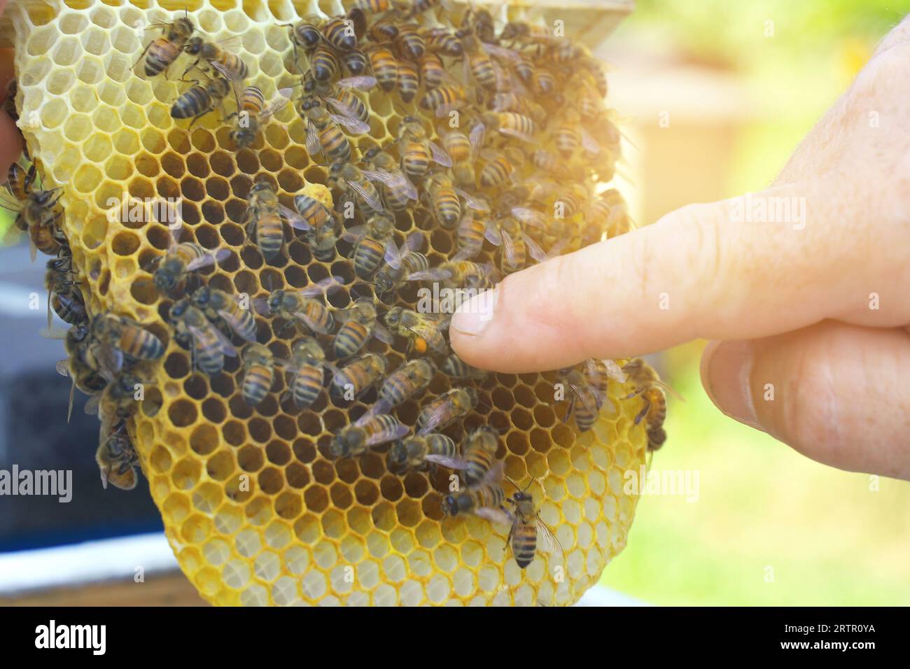 A beekeeper looks at a nesting frame made of a nucleus - a special hive ...