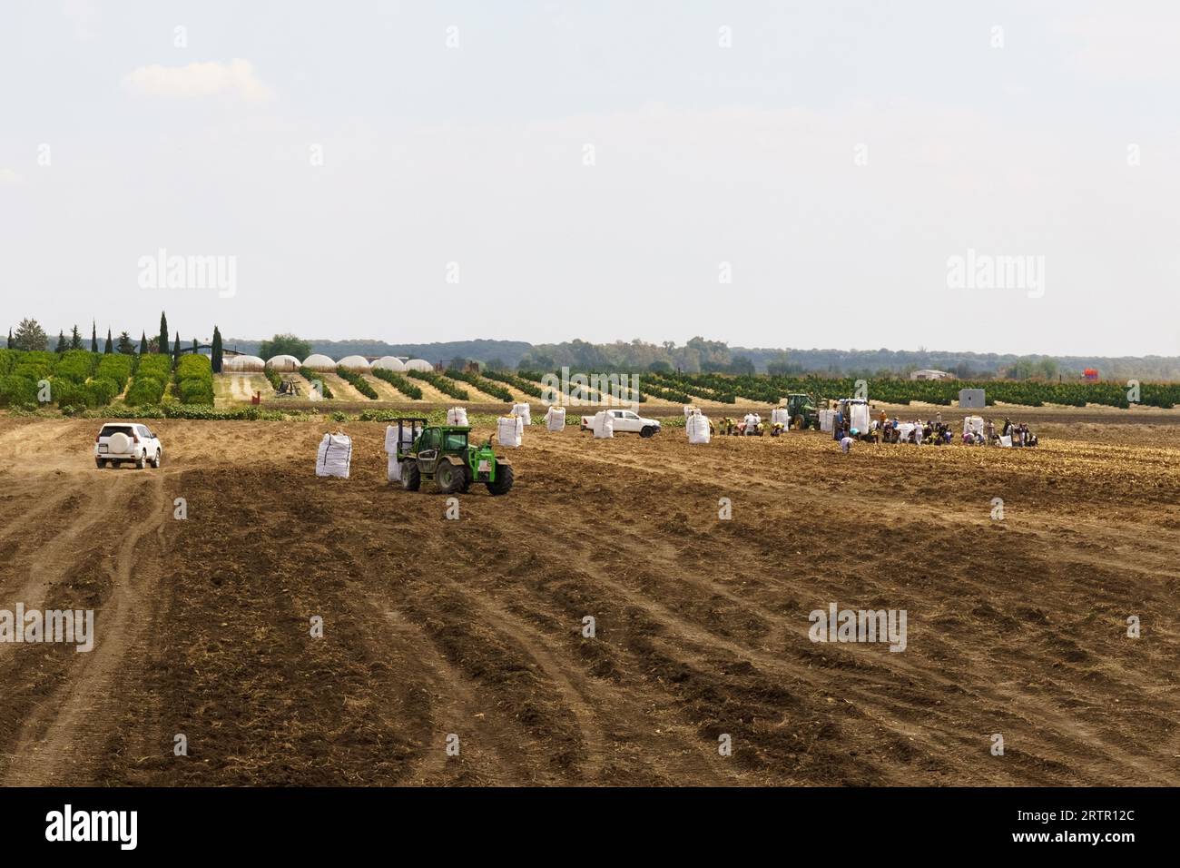 Harvesting potatoes. Farmers collect potatoes in the field. The loader ...