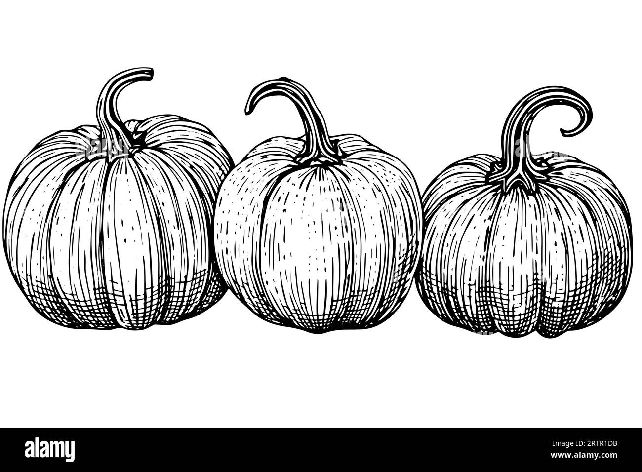 Ink sketch of pumpkin isolated on white background. Hand drawn vector ...