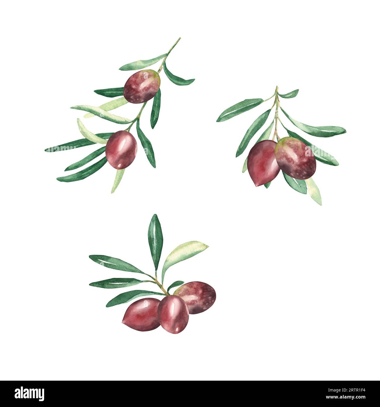 Olive branches with red olives set isolated on white background ...