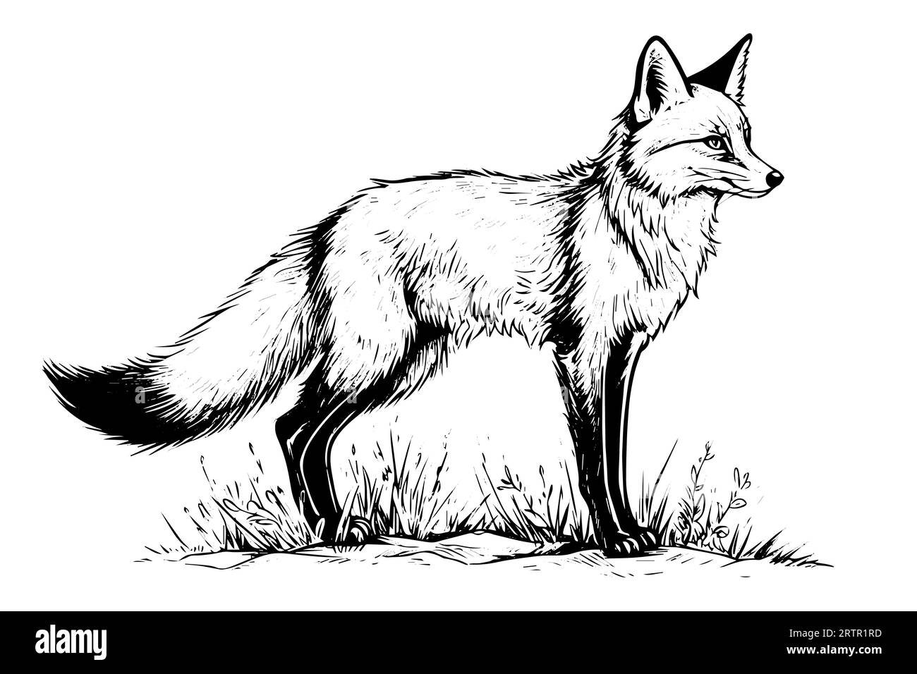 Fox hand drawn ink sketch. Engraving vintage style vector illustration ...
