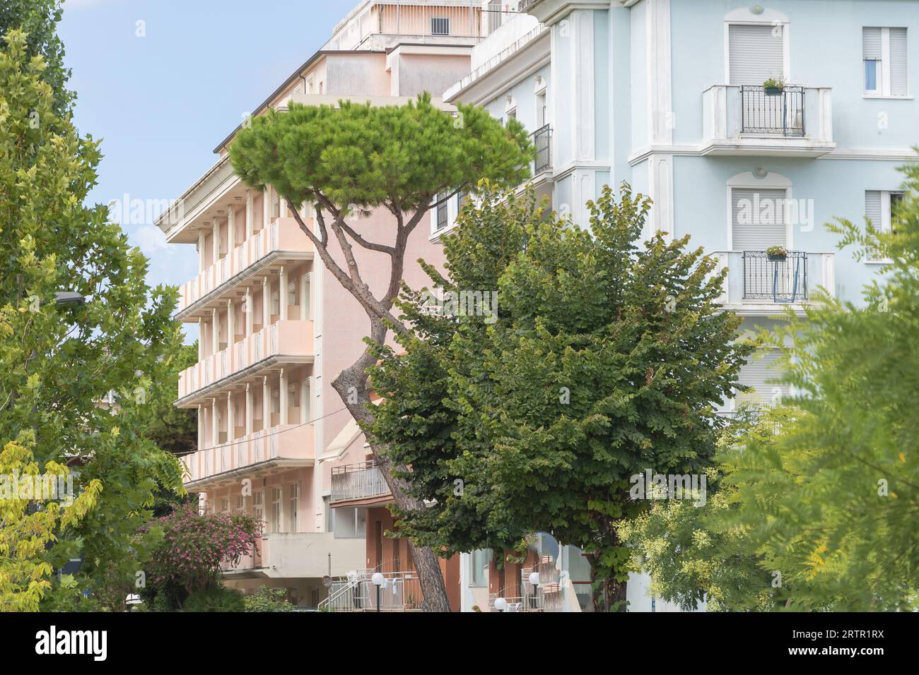 Pine tree and another trees in the middle of a row of multi-storey ...