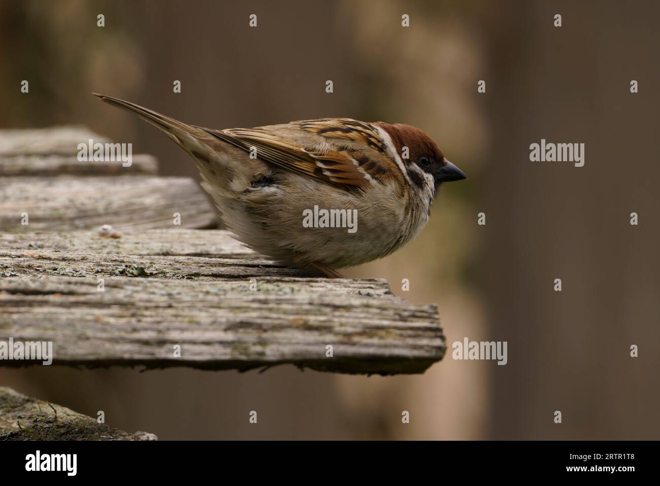 Passer montanus Family Passeridae Genus Passer Eurasian tree sparrow ...